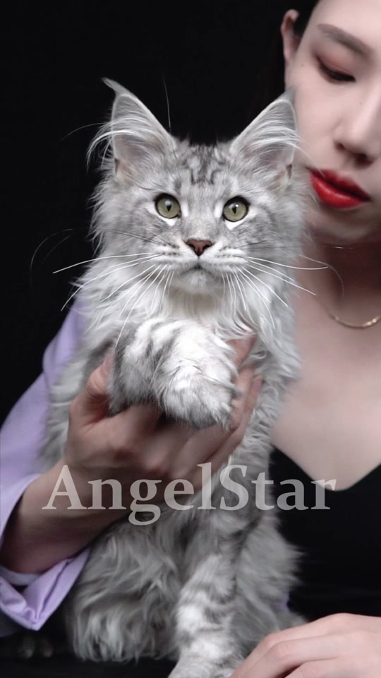 AngelStar缅因猫舍的抖音 - 抖音