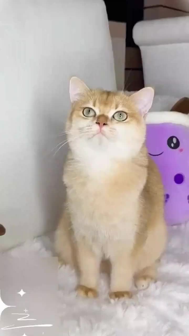 猫meme素材合集~目前已经八百多个了 可能不是全部都有 但是数量上应该是相当多了 很多都是我自己扣的素材 #猫meme绿幕素材 #猫meme ...